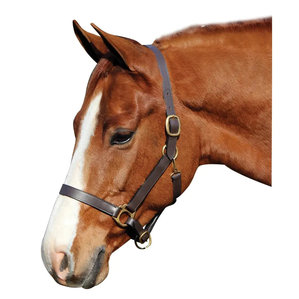 HDR ADVANTAGE LEATHER HALTER – Bridle Path Tack Shop