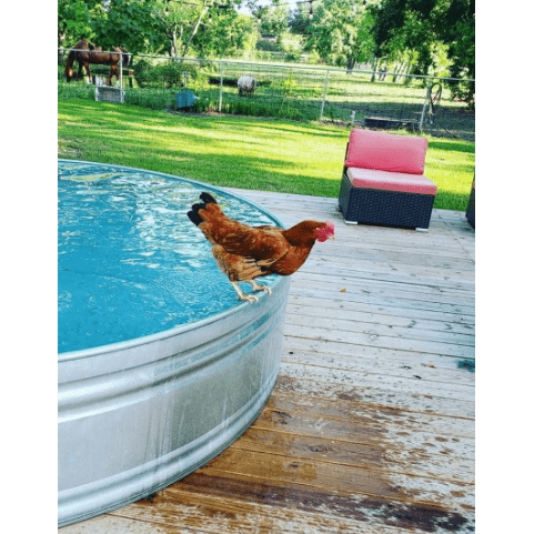 Tarter Galvanized 700 Gallon Stock Tank 8'x2'(Round) – Bridle Path Tack ...